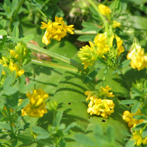 Sickle Medick (Medicago Falcata) Plant Care & How to Grow, Water