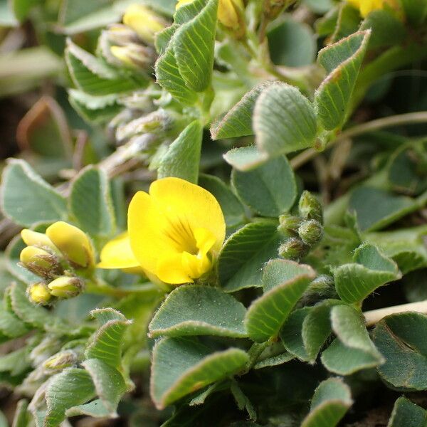 Hybrid Alfalfa (Medicago Hybrida) Plant Care & How to Grow, Water