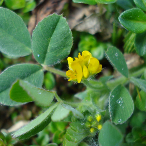 Little Bur Clover (Medicago Minima) Plant Care & How to Grow, Water