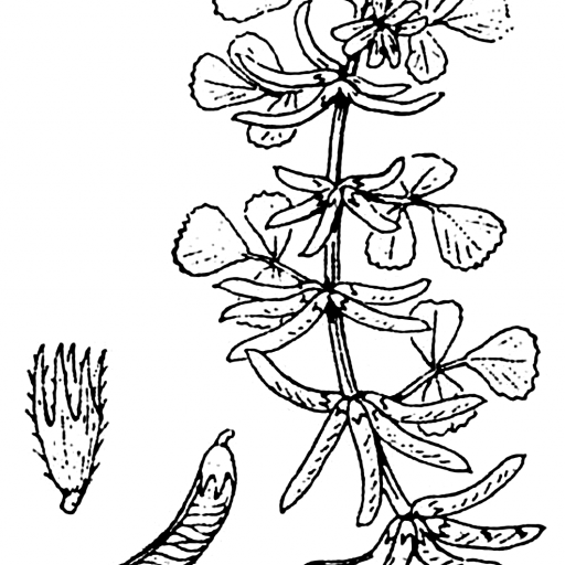 Hairy Medick (Medicago Monspeliaca) Plant Care & How to Grow, Water