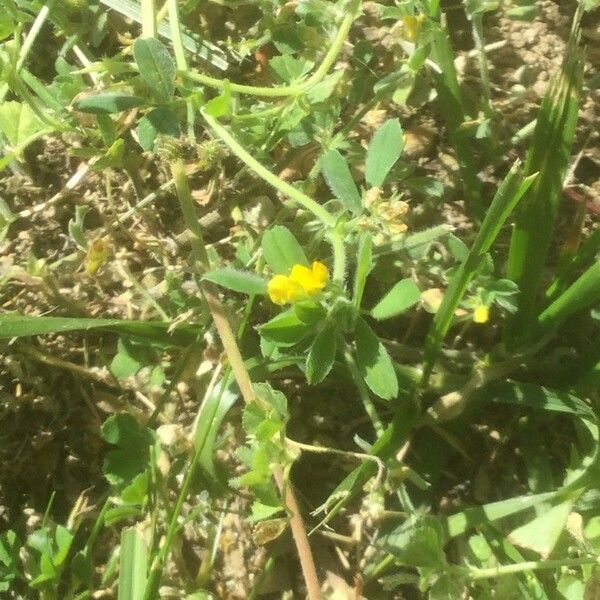 Spiny Medick (Medicago Murex) Plant Care & How to Grow, Water