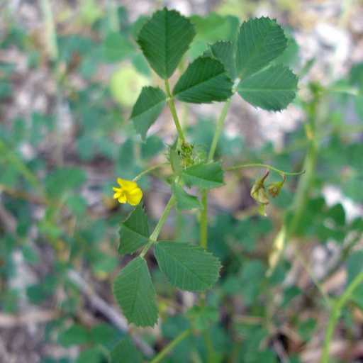 Blackdisk Medick (Medicago Orbicularis) Plant Care & How to Grow, Water