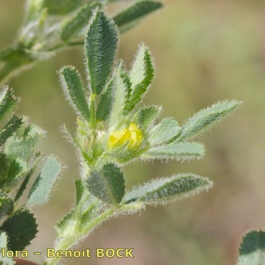 Medicago Ovalis Plant Care & How to Grow, Water