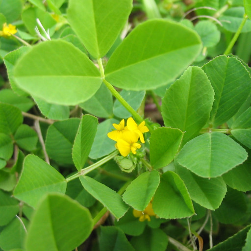 Bur Clover (Medicago Polymorpha) Plant Care & How to Grow, Water