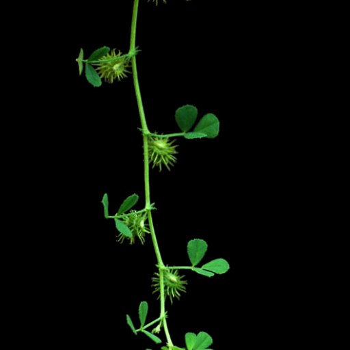 Early Medick (Medicago Praecox) Plant Care & How to Grow, Water