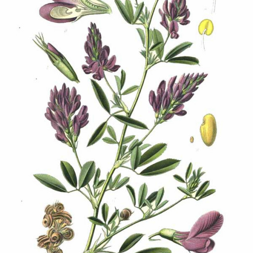 Alfalfa (Medicago Sativa) Plant Care & How to Grow, Water