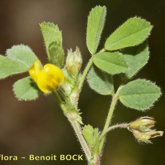 Medicago Tenoreana Plant Care & How to Grow, Water