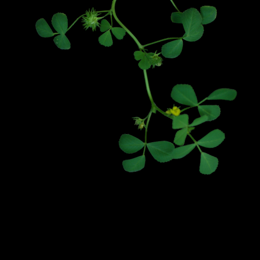 Barrel Clover (Medicago Truncatula) Plant Care & How to Grow, Water