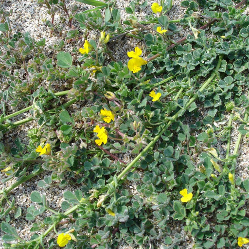 Medicks (Medicago) Plant Care & How to Grow, Water