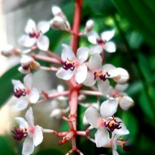 Medinilla Formosana Plant Care & How to Grow, Water