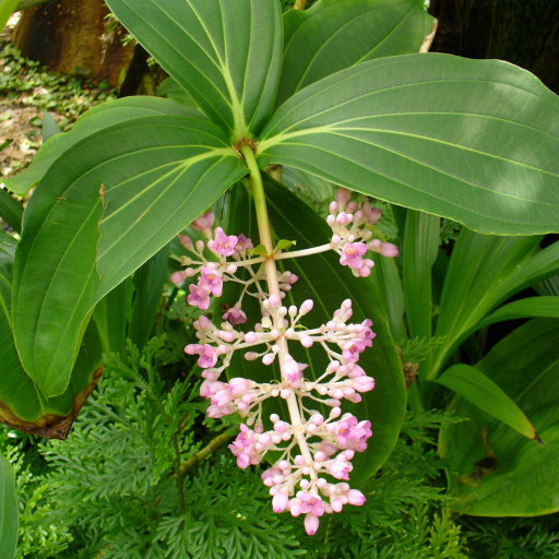 Malaysian Orchid (Medinilla Multiflora) Plant Care & How to Grow, Water
