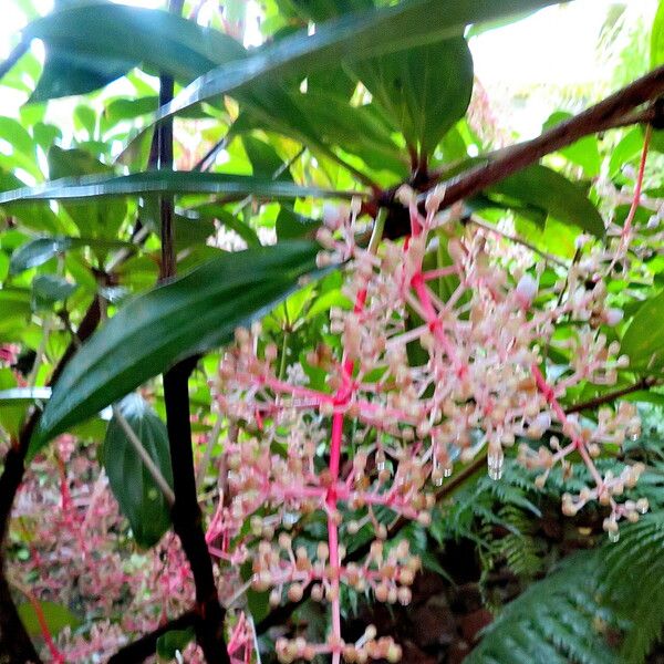 Medinilla Pendula Plant Care & How to Grow, Water