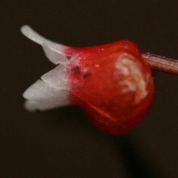 Mediocalcar Bifolium Care Guide: Water, Soil & Propagation - Plantiary