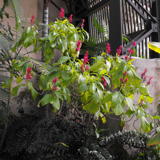 Brazilian Red-Cloak (Megaskepasma Erythrochlamys) Plant Care & How to ...