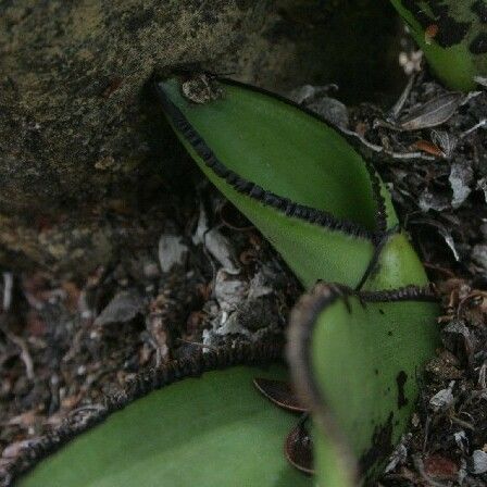 Megastylis Paradoxa Plant Care & How to Grow, Water