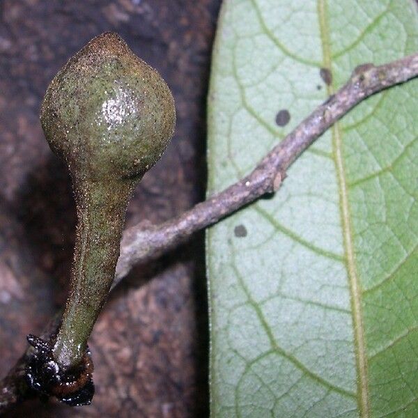 Meiogyne Punctulata Plant Care & How to Grow, Water