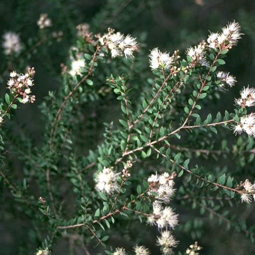 Melaleuca Cheelii Plant Care & How to Grow, Water