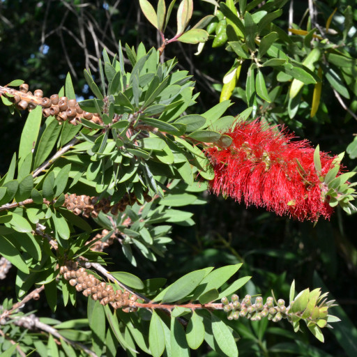 Crimson Bottlebrush (Melaleuca Citrina) Plant Care & How to Grow, Water