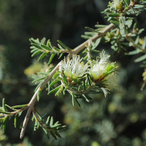 Salt Paperbark (Melaleuca Cuticularis) Care Guide: Water, Soil ...
