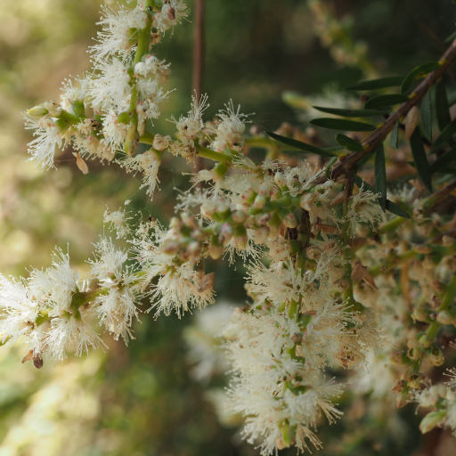 Melaleuca Decora Plant Care & How to Grow, Water