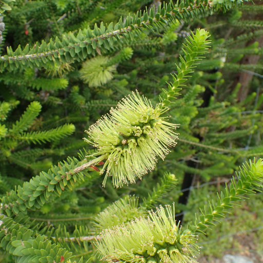 Green Honey Myrtle (Melaleuca Diosmifolia) Plant Care & How to Grow, Water