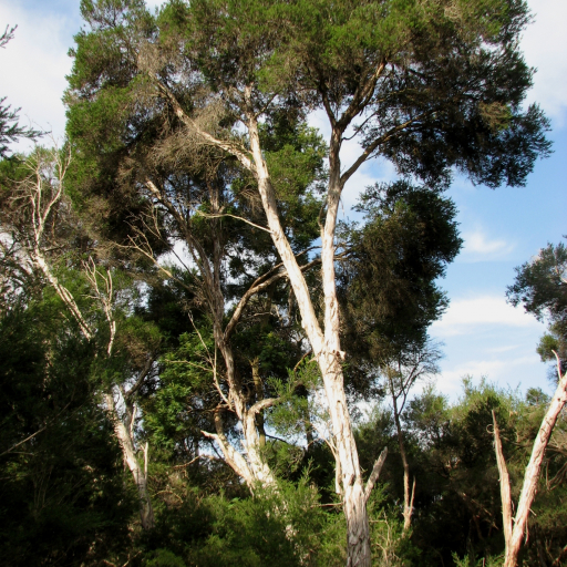 Paperbark Teatree (Melaleuca Ericifolia) Plant Care & How to Grow, Water