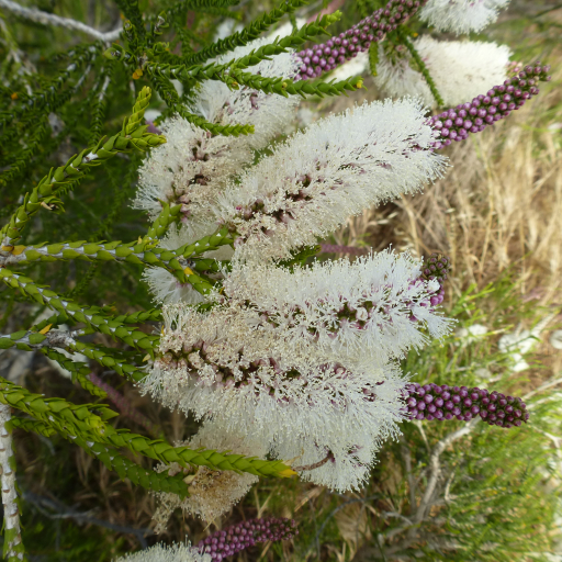 Chenille Honeymyrtle (Melaleuca Huegelii) Plant Care & How to Grow, Water