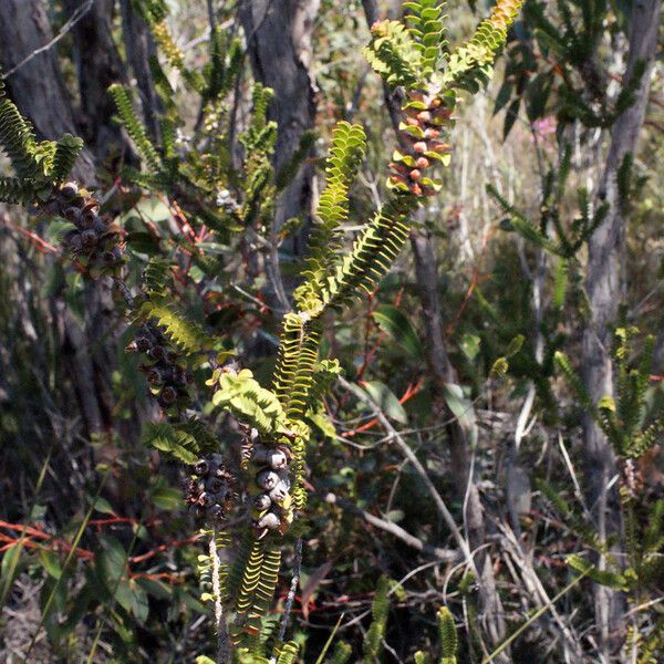Melaleuca Inops Plant Care & How to Grow, Water