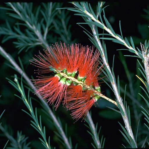 Robin Red-Breast (Melaleuca Lateritia) Plant Care & How to Grow, Water