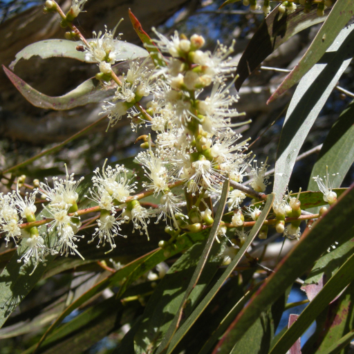 Cajaput-Tree (Melaleuca Leucadendra) Plant Care & How to Grow, Water