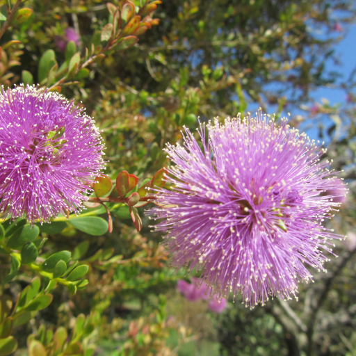 Mauve Honey Myrtle (Melaleuca Nesophila) Plant Care & How to Grow, Water