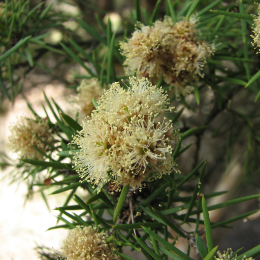 Prickly-Leaf Paperbark (Melaleuca Nodosa) Care Guide: Water, Soil ...