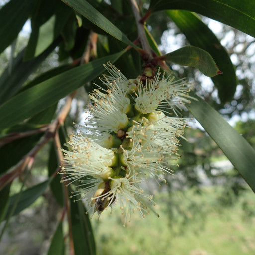 Punk Tree (Melaleuca Quinquenervia) Plant Care & How to Grow, Water