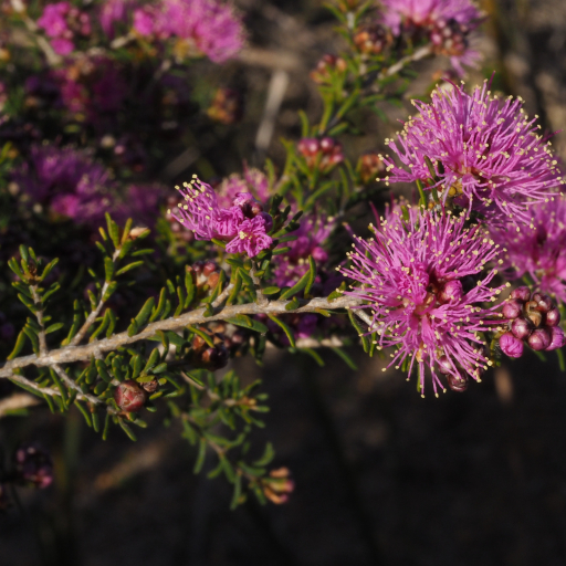 Melaleuca Seriata Care Guide: Water, Soil & Propagation - Plantiary