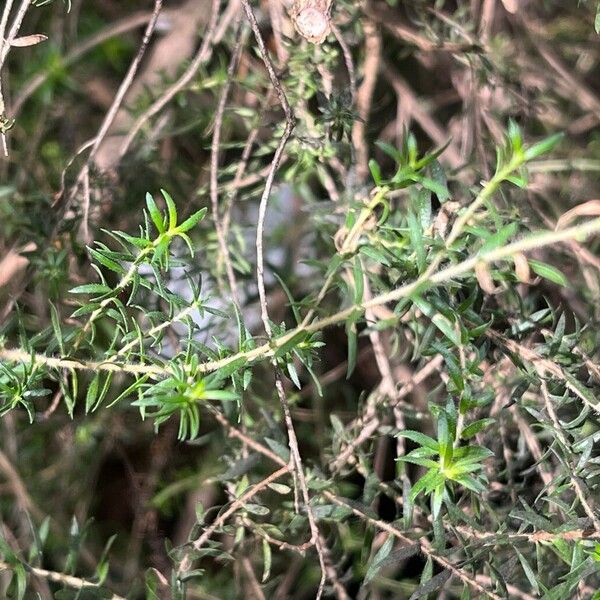 Bottlebrush Teatree (Melaleuca Squarrosa) Plant Care & How to Grow, Water