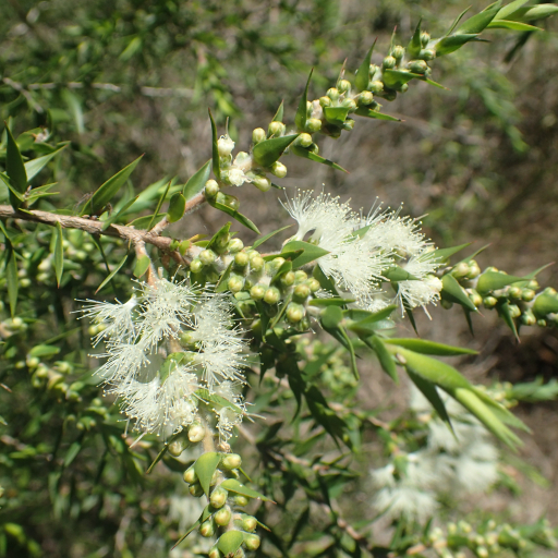 Prickly-Leaved Paperbark (Melaleuca Styphelioides) Plant Care & How to ...
