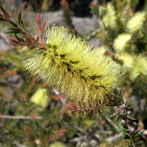Lime Bottlebrush (Melaleuca Virens) Plant Care & How to Grow, Water