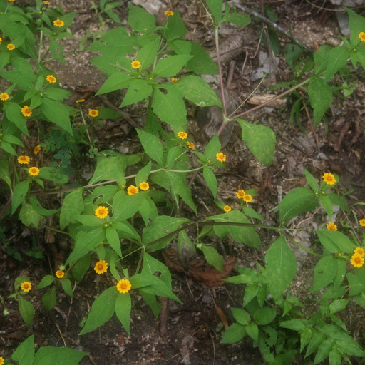 Melampodium (Melampodium Divaricatum) Plant Care & How to Grow, Water