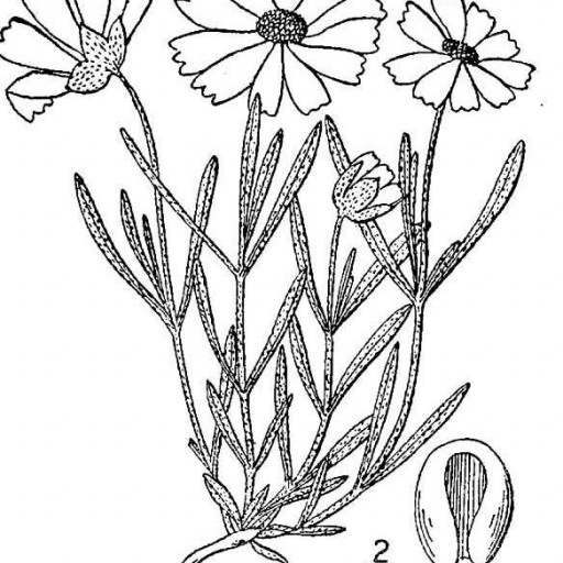 Plains Blackfoot (Melampodium Leucanthum) Plant Care & How to Grow, Water