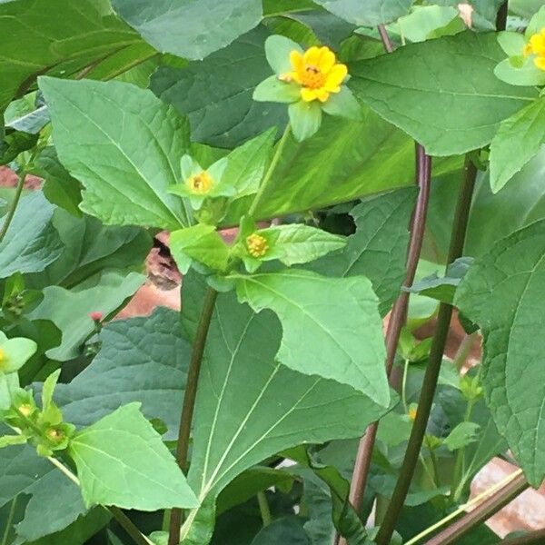 Perfoliate Blackfoot (Melampodium Perfoliatum) Plant Care & How to Grow ...