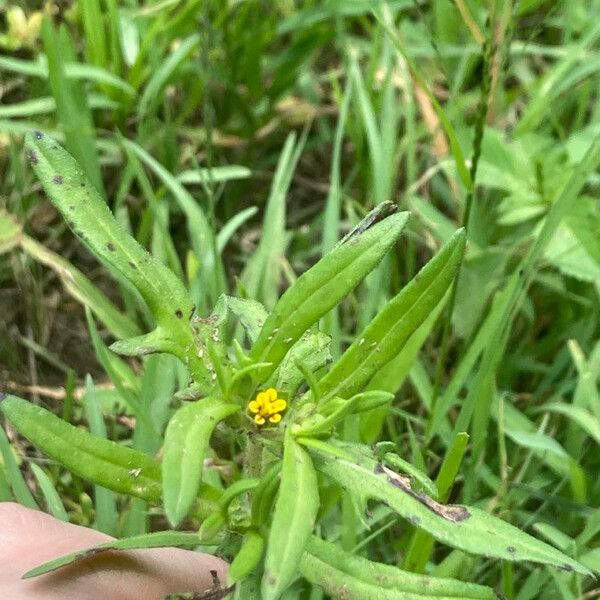 Rough Blackfoot (Melampodium Sericeum) Plant Care & How to Grow, Water