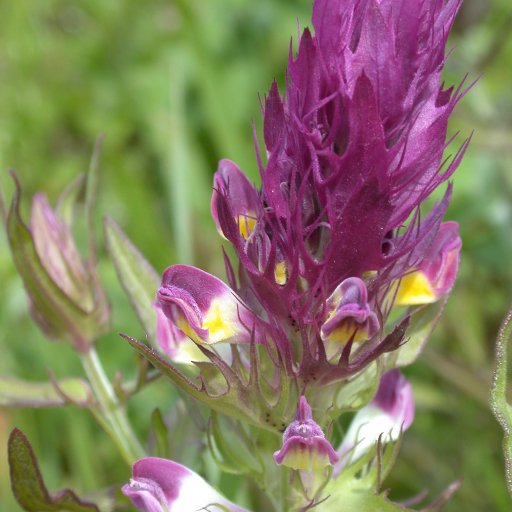 Field Cow-wheat (Melampyrum Arvense) Plant Care & How to Grow, Water