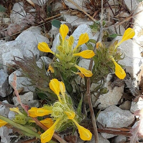 Bearded Cow-Wheat (Melampyrum Barbatum) Care Guide: Water, Soil ...