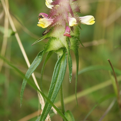 Crested Cow-Wheat (Melampyrum Cristatum) Plant Care & How to Grow, Water