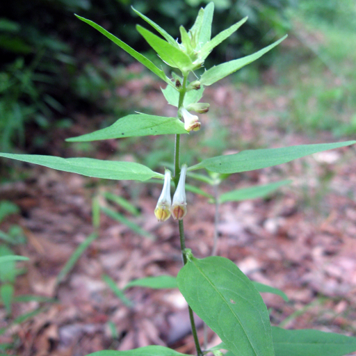 Cow-Wheat (Melampyrum Lineare) Plant Care & How to Grow, Water