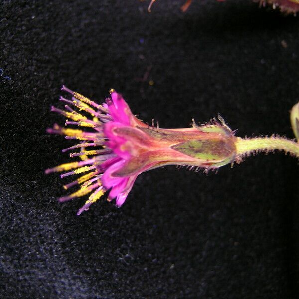 Melanoseris Macrantha Plant Care & How to Grow, Water