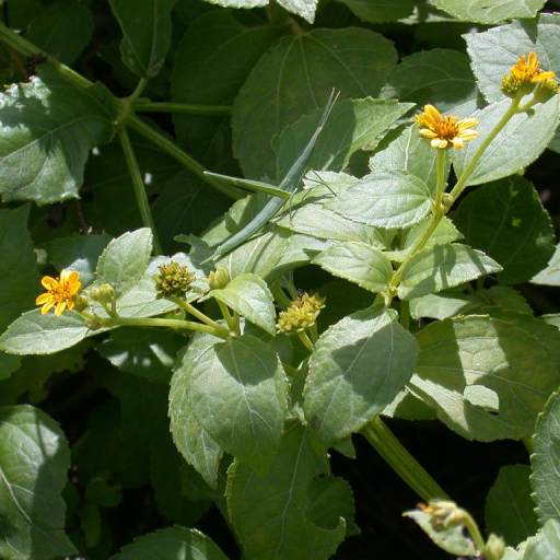 Sea Daisy (Melanthera Biflora) Plant Care & How to Grow, Water