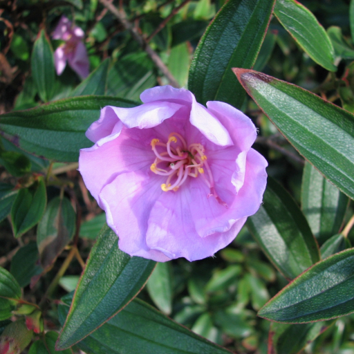 Malabar Melastome (Melastoma Polyanthum) Plant Care & How to Grow, Water