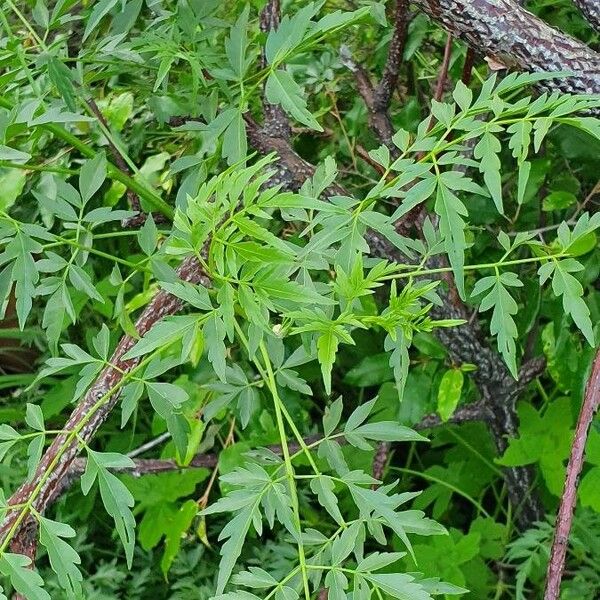 Melia Volkensii Plant Care & How to Grow, Water