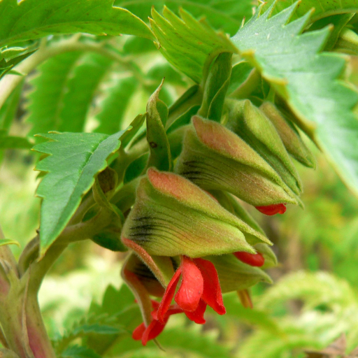 Tufted Honey-Flower (Melianthus Comosus) Plant Care & How to Grow, Water